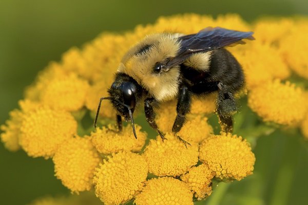 Top Ten Things You Didn’t Know about Bumble Bees - Earth Rangers