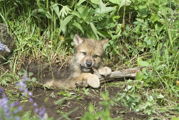 Top Ten Cutest Wolf Pups - Earth Rangers