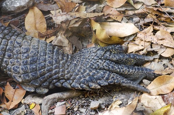 Top Ten Coolest Animal Feet - Earth Rangers
