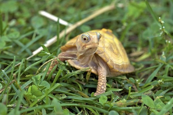 Top Ten Facts about Turtle Shells - Earth Rangers