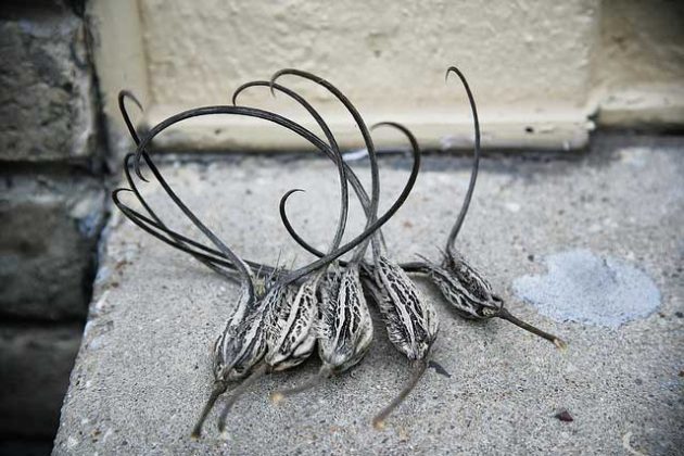 Top Ten Spooky Plants - Earth Rangers