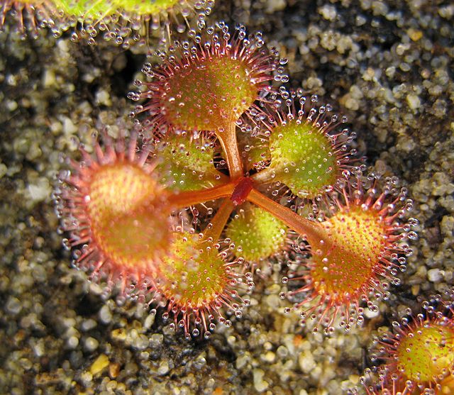 Sundews grow long sticky hairs that trap insects - Earth Rangers