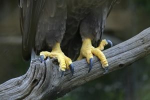 Top Ten Coolest Animal Feet - Earth Rangers