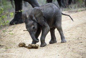 Top Ten Facts All About Animal…Poop! - Earth Rangers