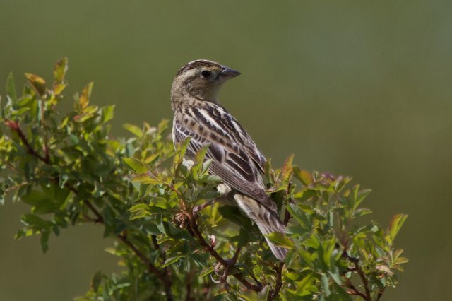 Ten Things You Didn’t Know About Bobolinks - Earth Rangers