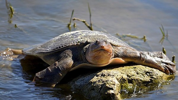 Top Ten Facts about Turtle Shells - Earth Rangers