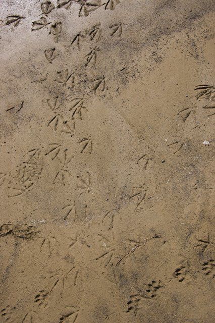 Outdoor Explorer - Earth Rangers