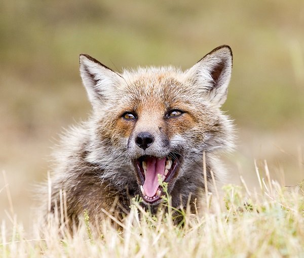 Top Ten Fun Fox Facts - Earth Rangers