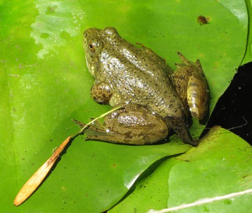 Life Cycle of a Frog - Earth Rangers