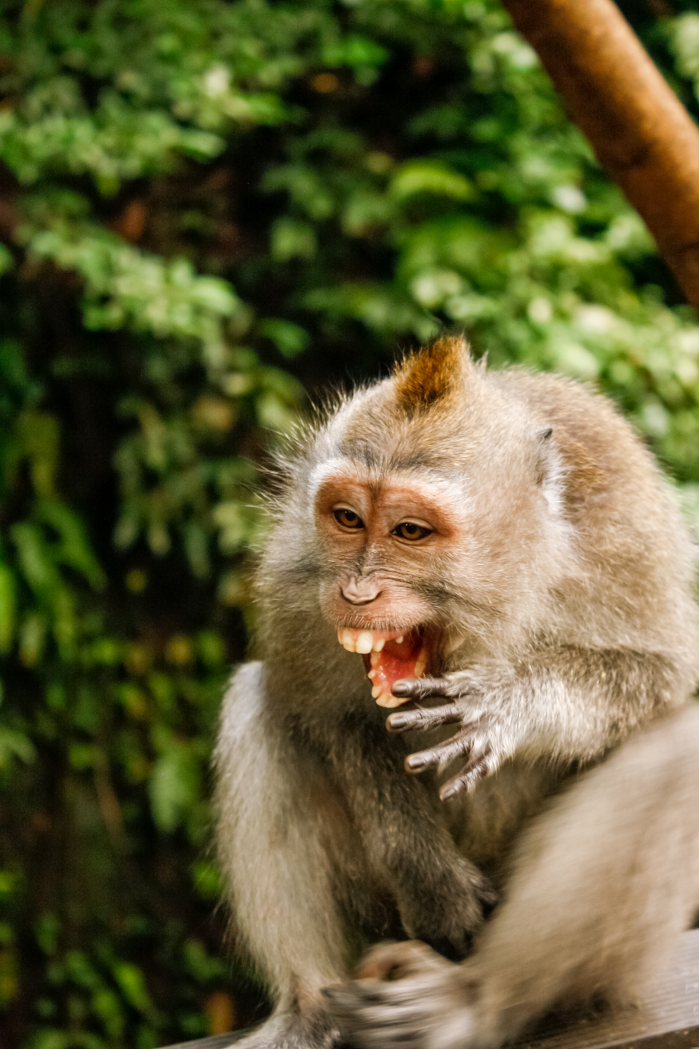 Top 10: Even Funnier Animal Jokes - Earth Rangers