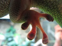 Top Ten Coolest Animal Feet - Earth Rangers