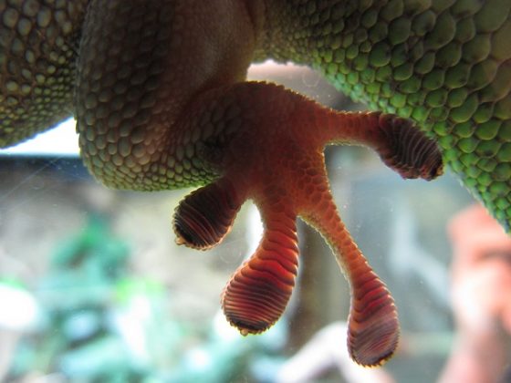 Top Ten Coolest Animal Feet - Earth Rangers
