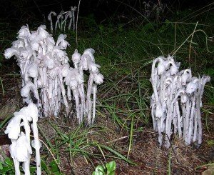 Top Ten Spooky Plants - Earth Rangers