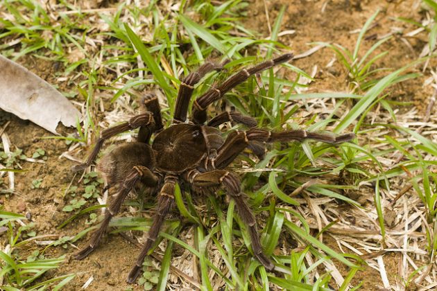 Top Ten Scariest Spiders - Earth Rangers
