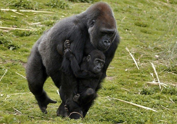Top Ten Coolest Animal Dads - Earth Rangers