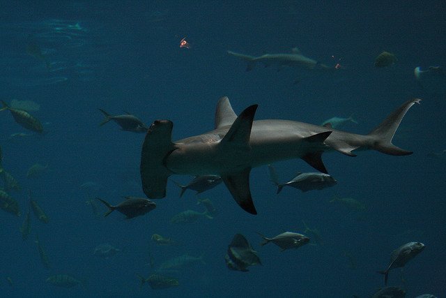 Top Ten Unusual Sharks - Earth Rangers