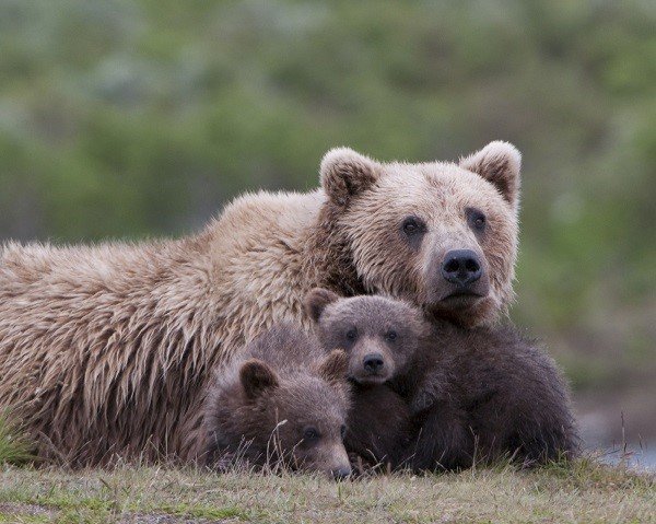 Top Ten Most Iconic Canadian Animals - Earth Rangers