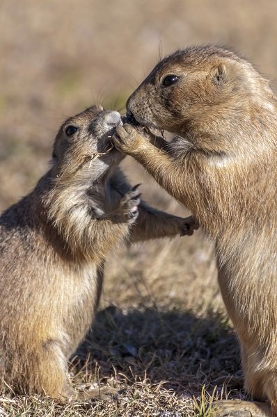 Top Ten Ways Animal Friends Help Each Other Out - Earth Rangers