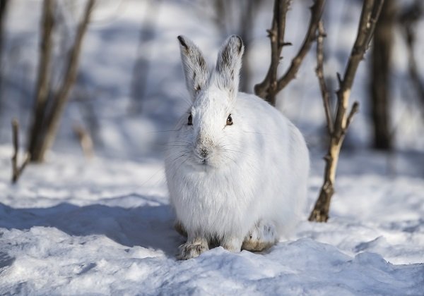 Top Ten Ways Animals Survive the Winter - Earth Rangers