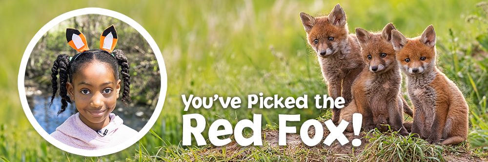 ears-on-red-fox - Earth Rangers