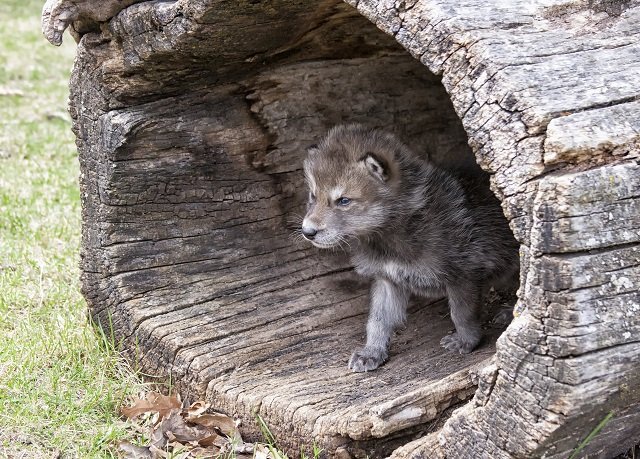Top Ten Cutest Wolf Pups - Earth Rangers