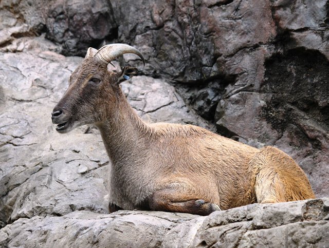 Top Ten Mountain Animals at the Highest Heights - Earth Rangers