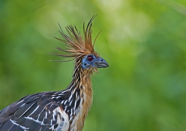Top Ten Birds with Cool Hairstyles - Earth Rangers