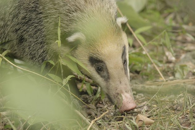 Badgers Around the World - Earth Rangers