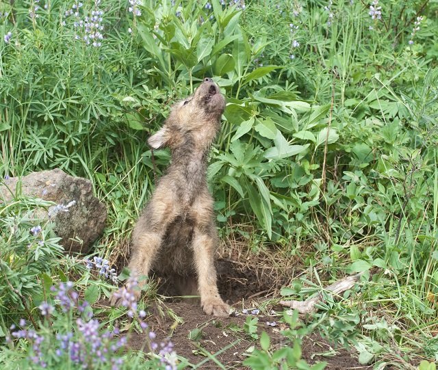 Top Ten Cutest Wolf Pups - Earth Rangers