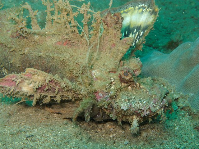 Top Ten Strangest Looking Fish - Earth Rangers