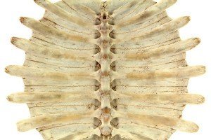 Top Ten Facts about Turtle Shells - Earth Rangers