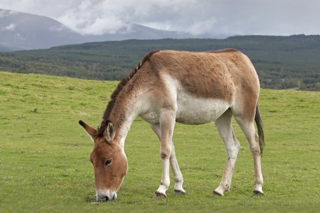 Top Ten Mountain Animals at the Highest Heights - Earth Rangers