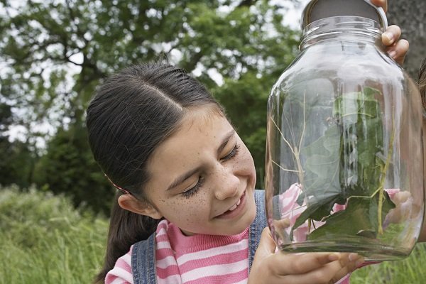 Get Outside and Go Bug Collecting! - Earth Rangers