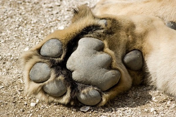 Top Ten Coolest Animal Feet - Earth Rangers
