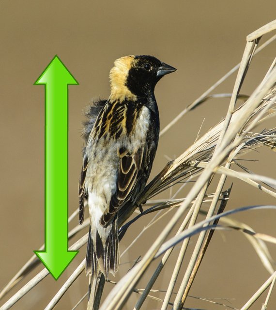Ten Things You Didn’t Know About Bobolinks - Earth Rangers