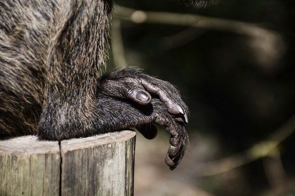 Top Ten Coolest Animal Feet - Earth Rangers