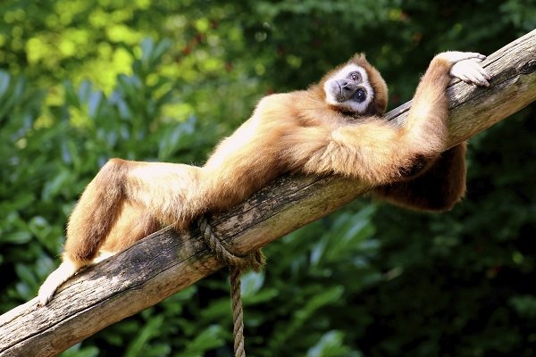 Top Ten Animals Chillin in the Sun - Earth Rangers