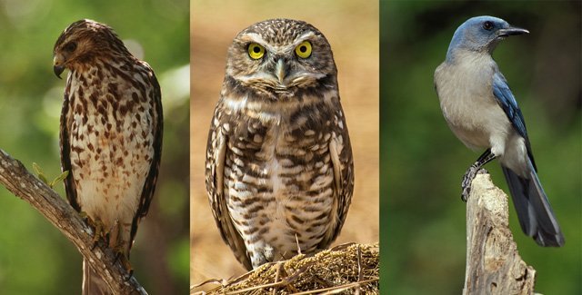 What in the World is Moulting? - Earth Rangers