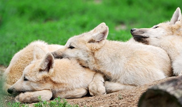 Top Ten Cutest Wolf Pups - Earth Rangers