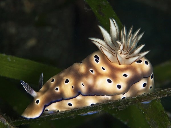Top Ten Underwater Animals with Spots - Earth Rangers