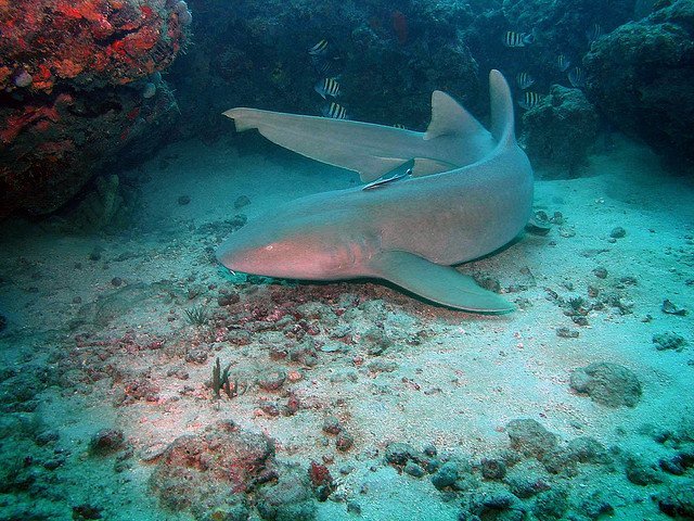 Top Ten Unusual Sharks - Earth Rangers