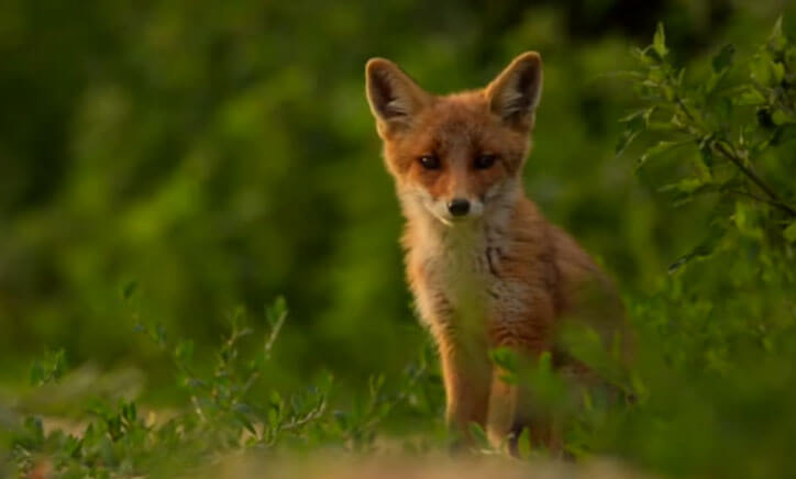 Earth Rangers: Where kids go to save animals!