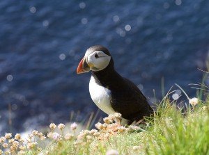 Top Ten Most Iconic Canadian Animals - Earth Rangers