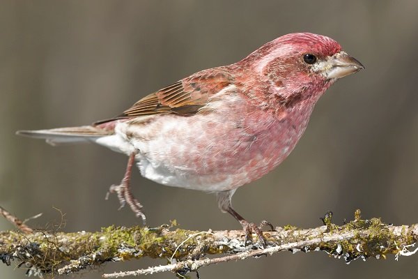 Top Ten Birds That Winter in Canada - Earth Rangers