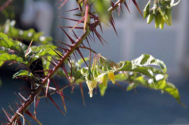 Top Ten Spooky Plants - Earth Rangers