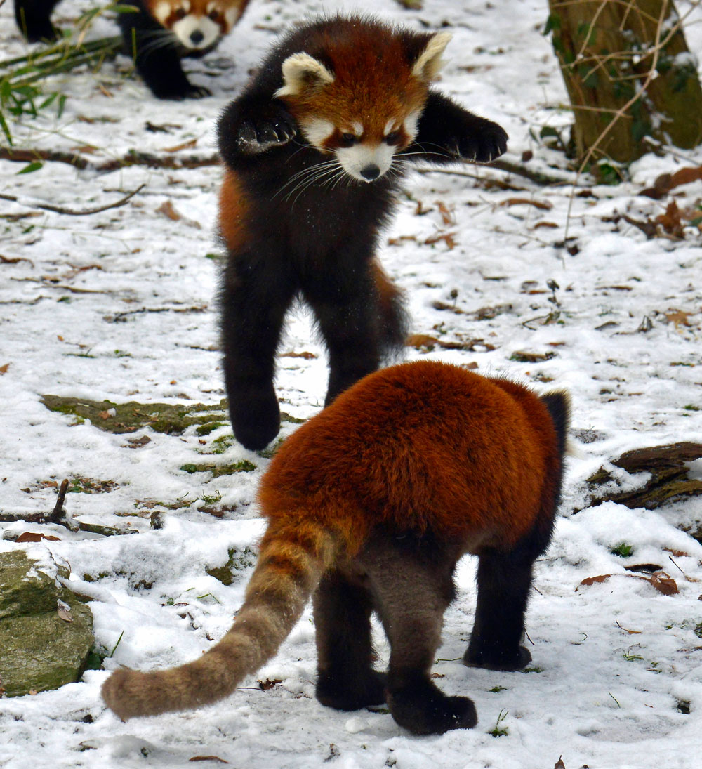 Red Panda Fighting