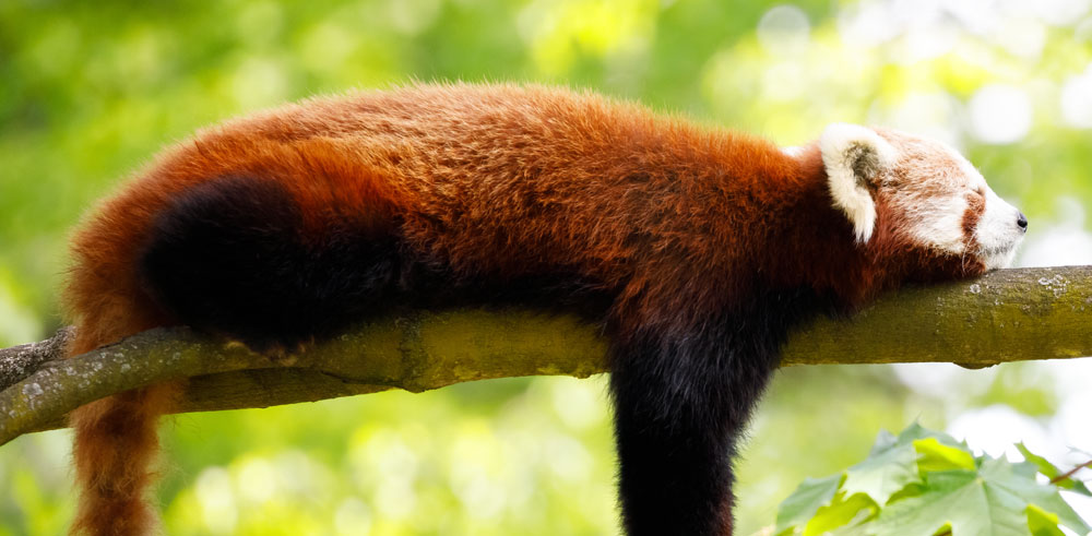 Sleeping Red Pandas
