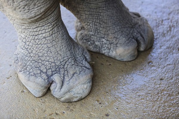 Top Ten Coolest Animal Feet - Earth Rangers
