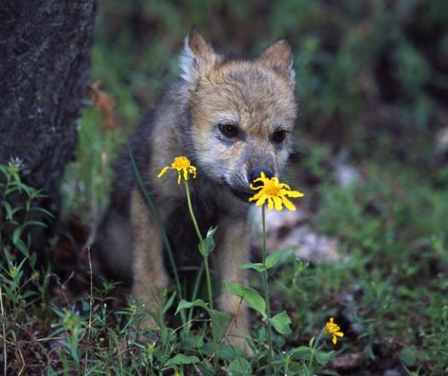 Top Ten Cutest Wolf Pups - Earth Rangers