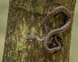 World’s Best Climbers - Earth Rangers